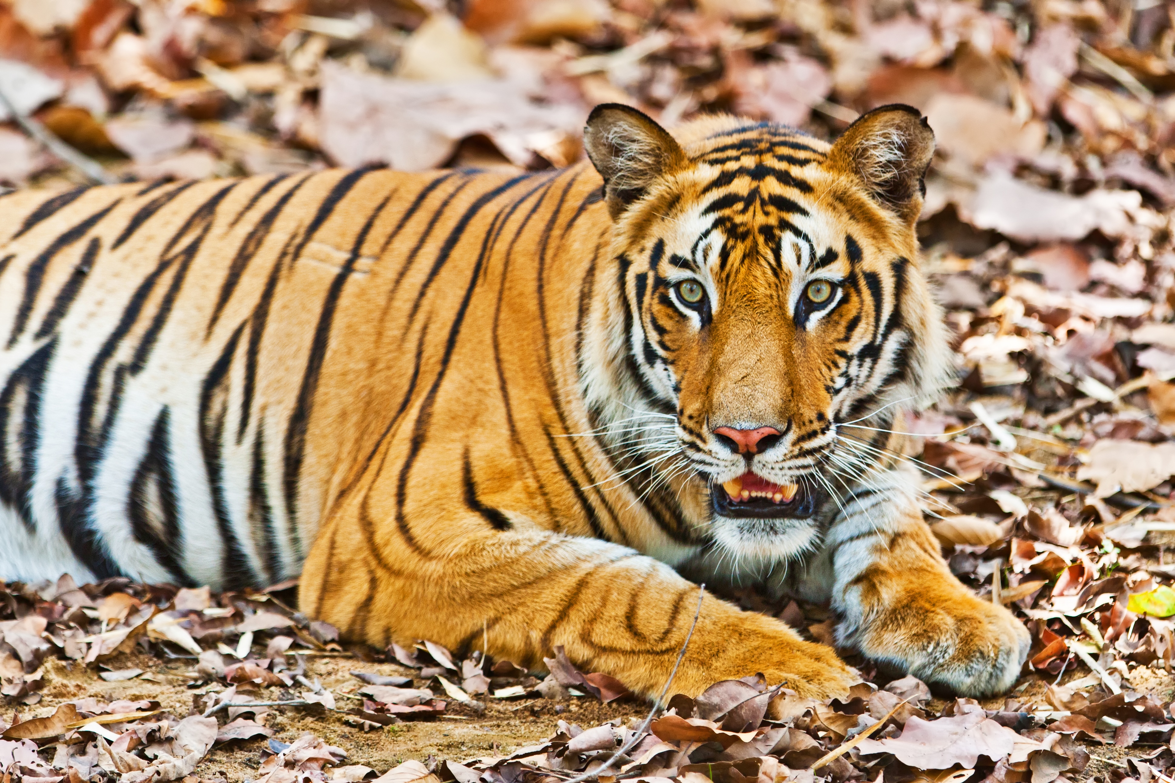 Tiger Safari - One of the Top Attractions in Ludhiana, India - Yatra.com