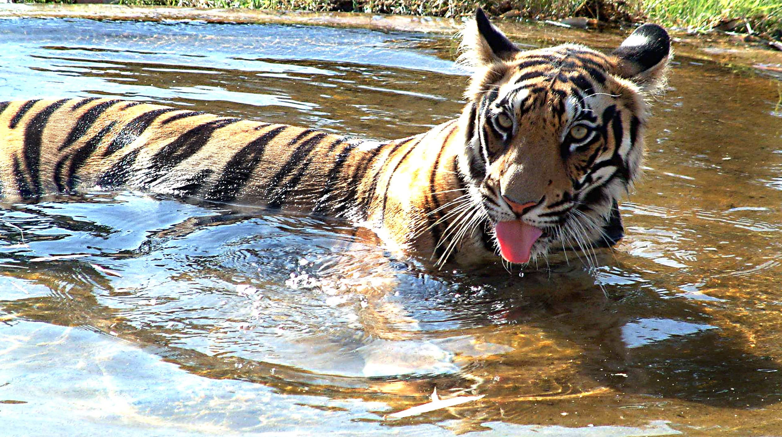 Van Vihar National Park - One of the Top Attractions in Bhopal, India ...