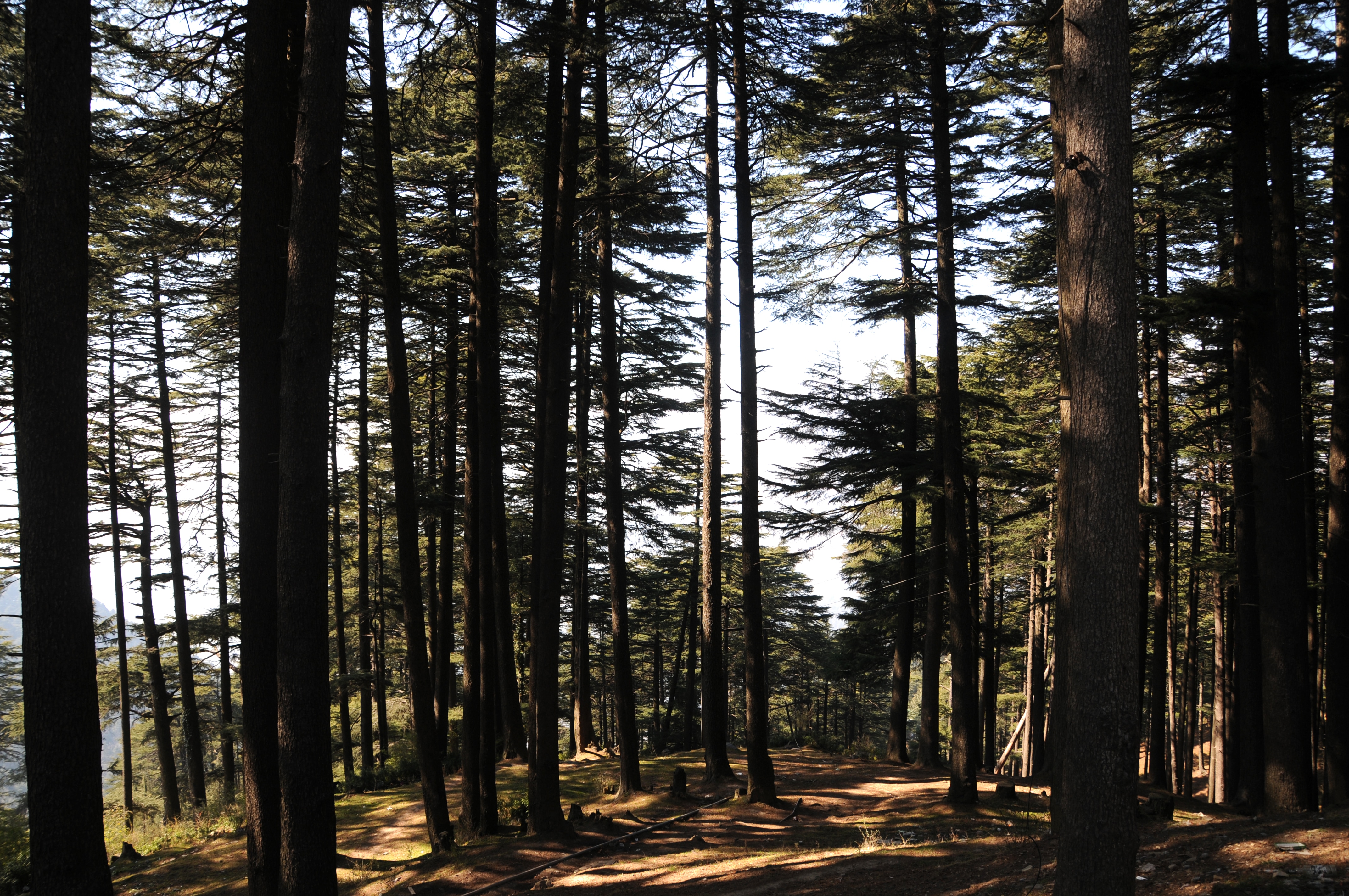 6 Patnitop Tour Packages Starting @ ₹10,890, get upto 30% Off on ...