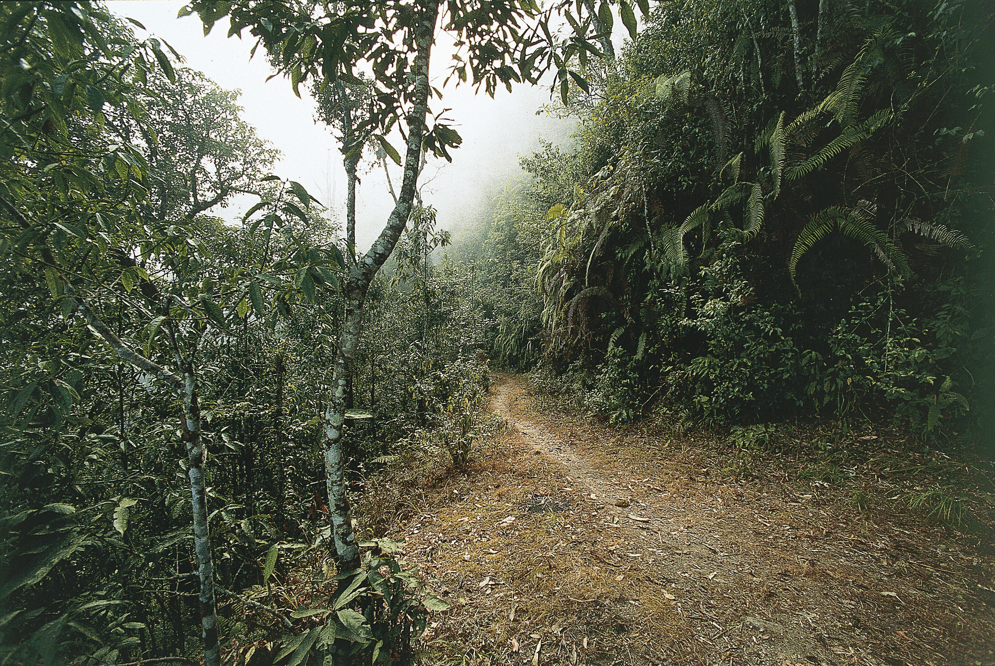 Hike Through The Jungle At Dawaipani in Darjeeling - Every Detail You ...