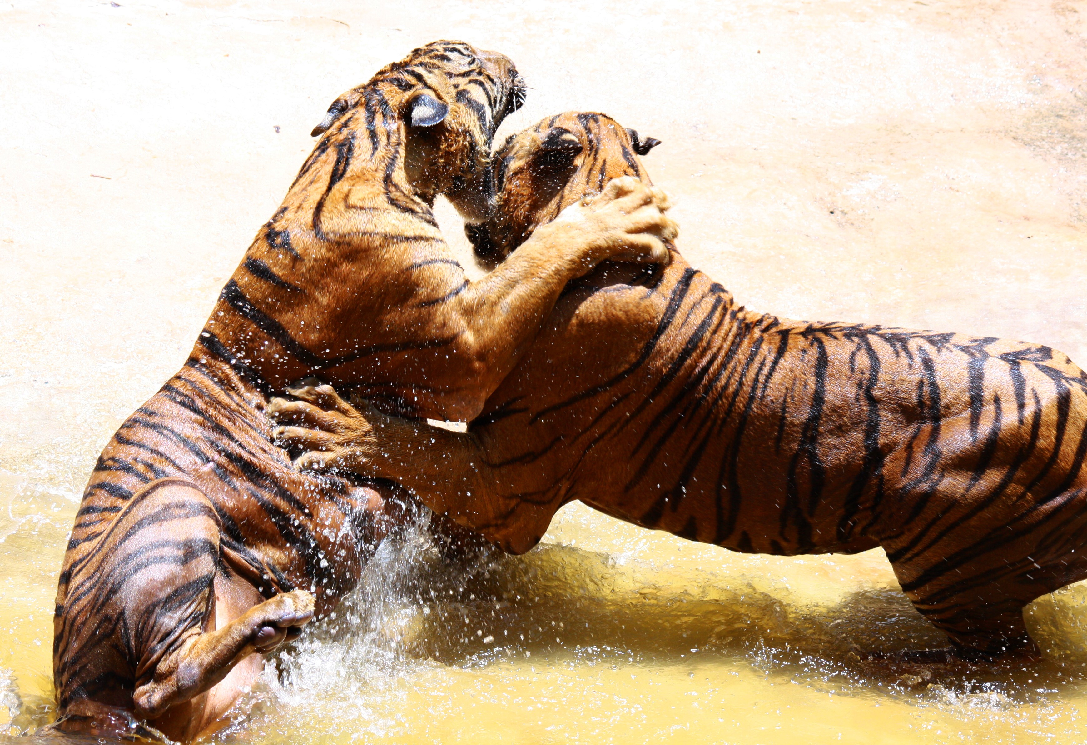 Sriracha Tiger Zoo - One of the Top Attractions in Pattaya, Thailand ...