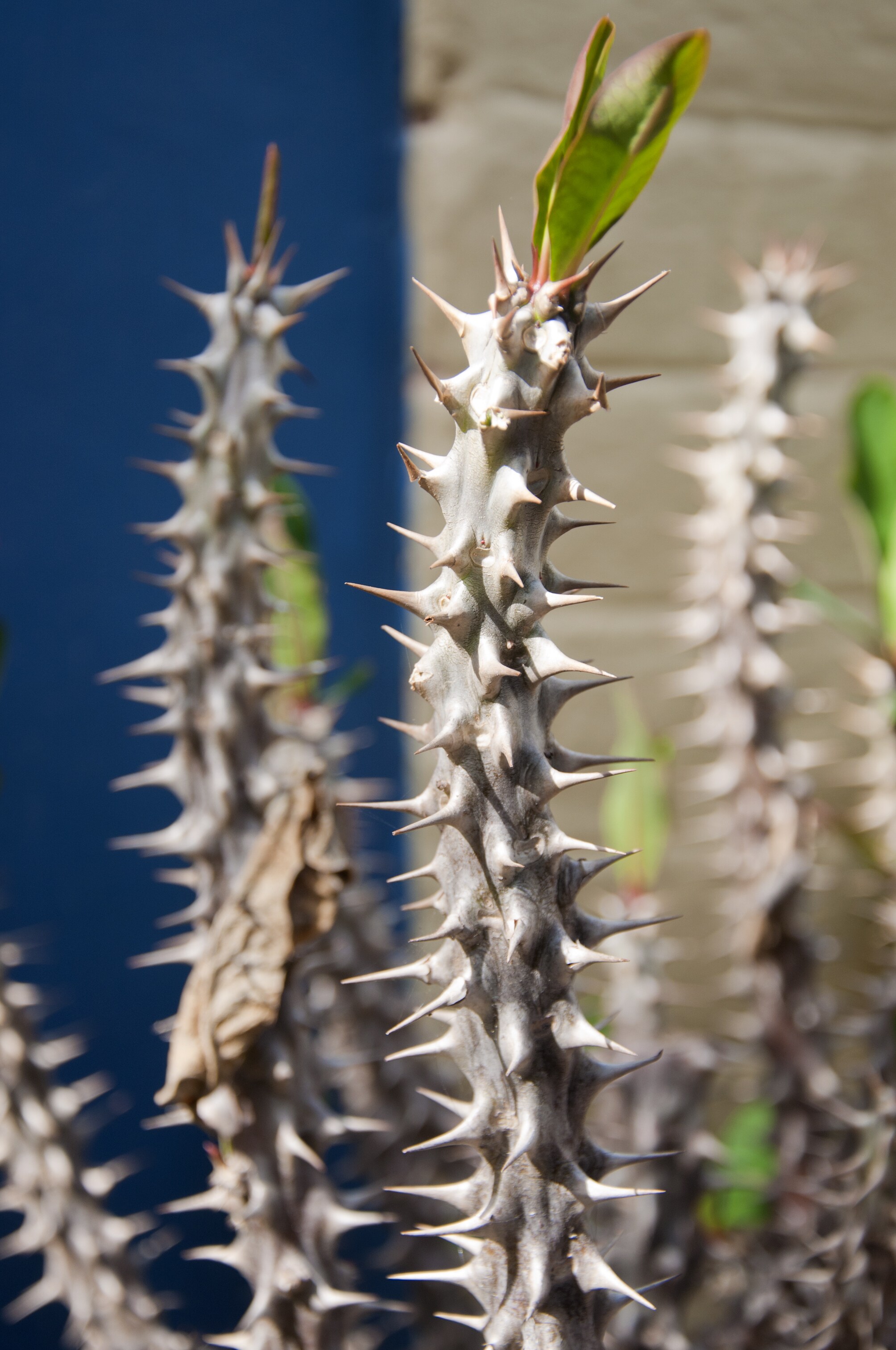 Cactus Garden - One of the Top Attractions in Chandigarh, India - Yatra.com