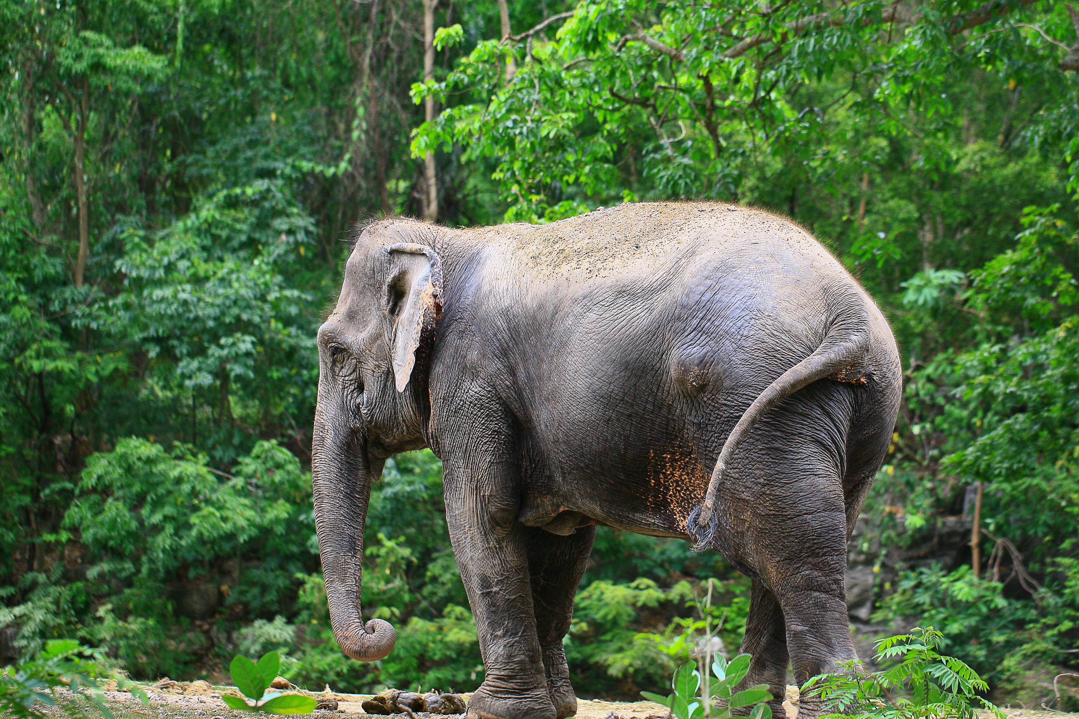 Chhatbir Zoo - One of the Top Attractions in Chandigarh, India - Yatra.com