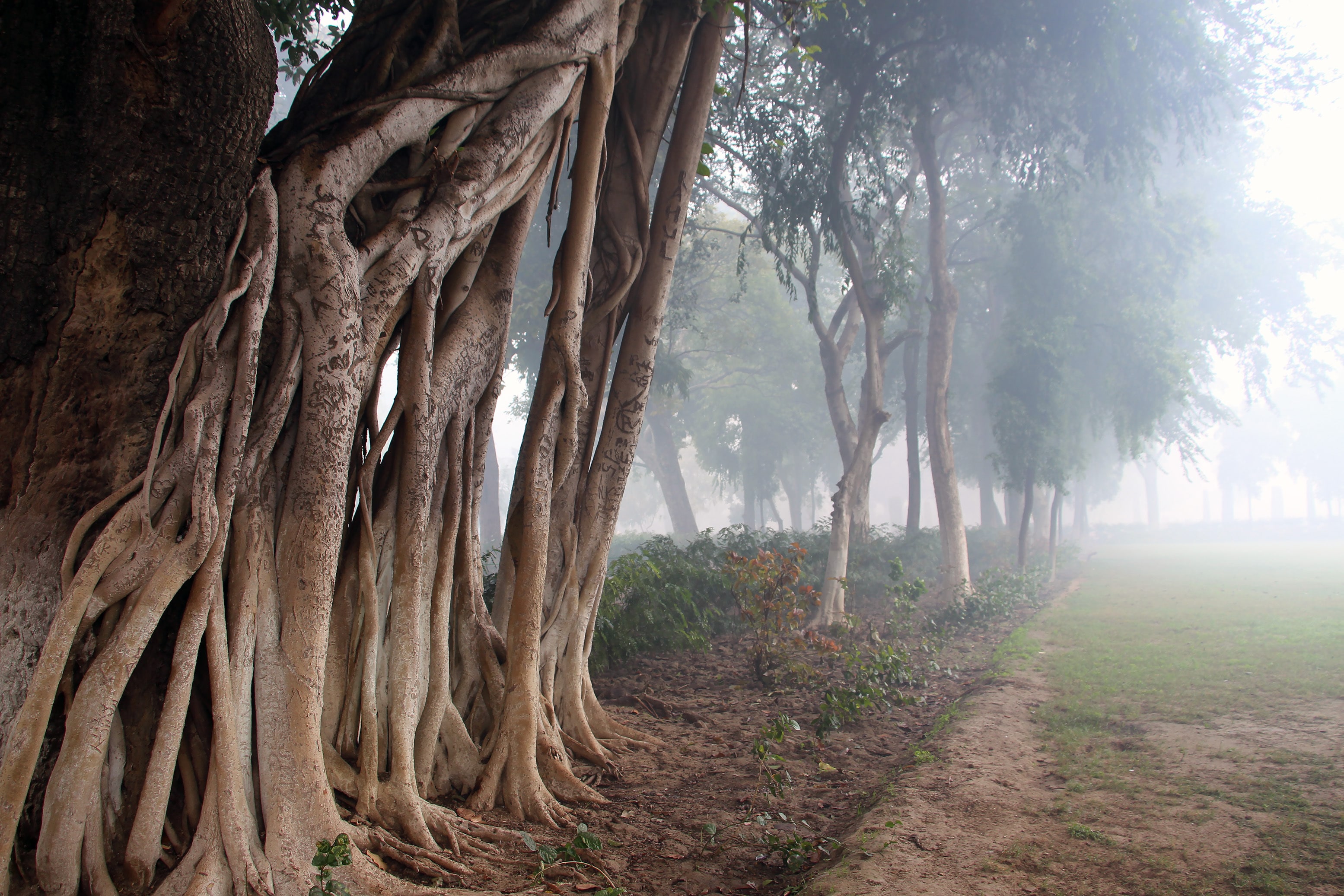 Bareilly, India - Bareilly Tourism | Bareilly Travel Guide - Yatra.com