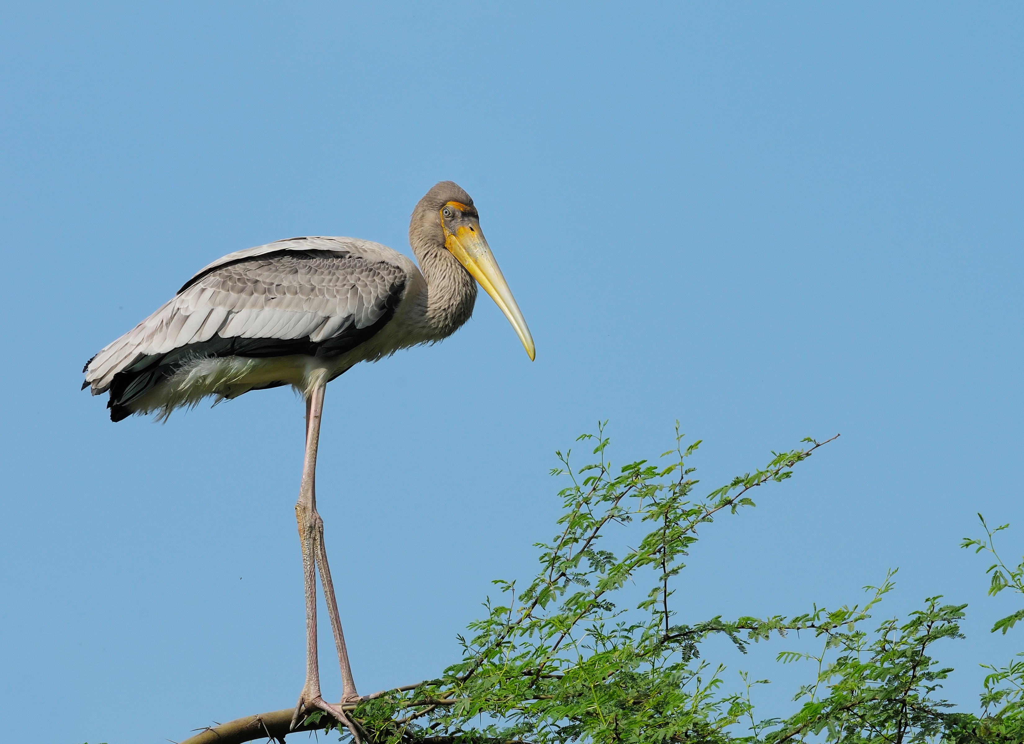 Pitti Bird Sanctuary - One of the Top Attractions in Lakshadweep, India ...