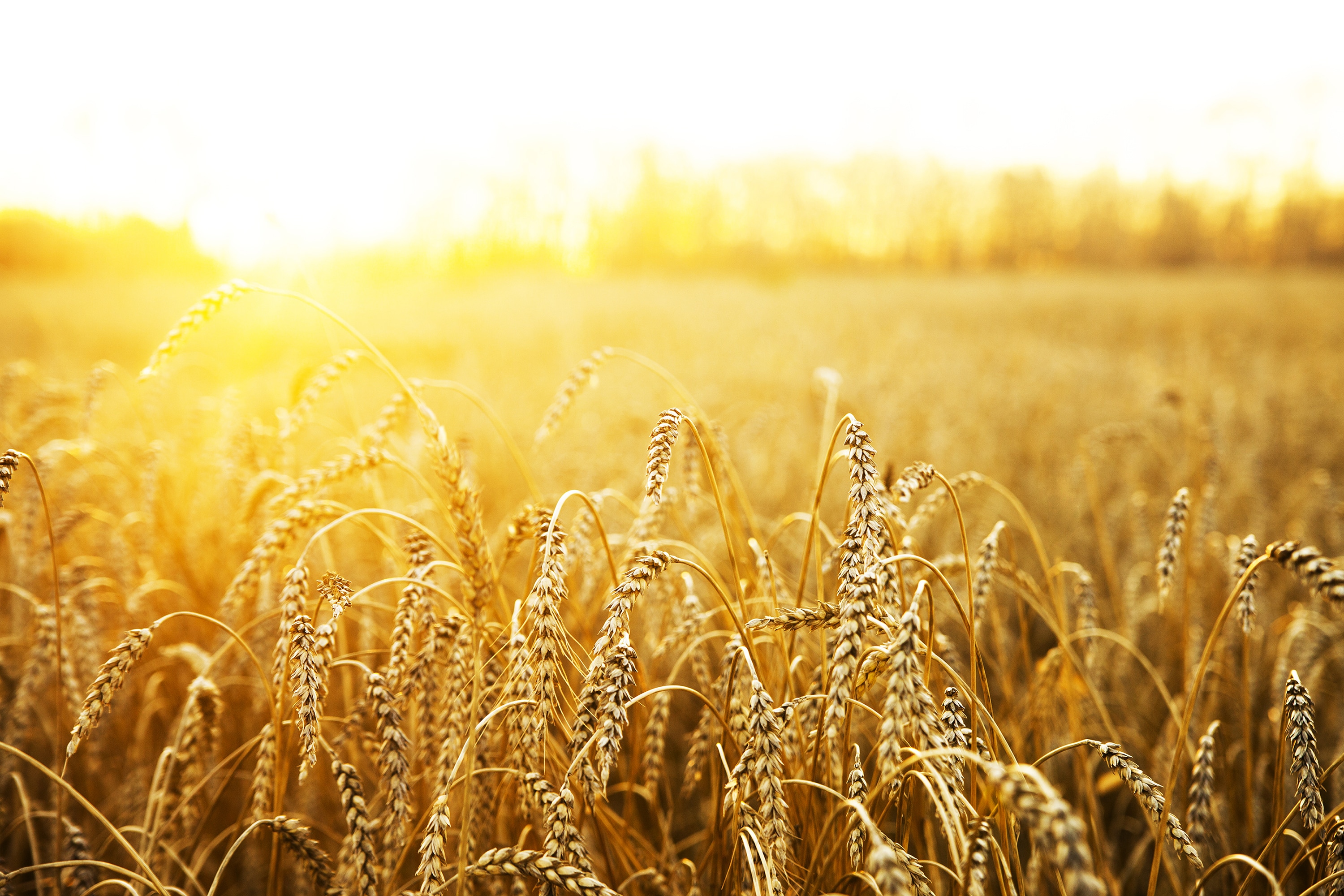 Meerut, India - Meerut Tourism | Meerut Travel Guide - Yatra.com