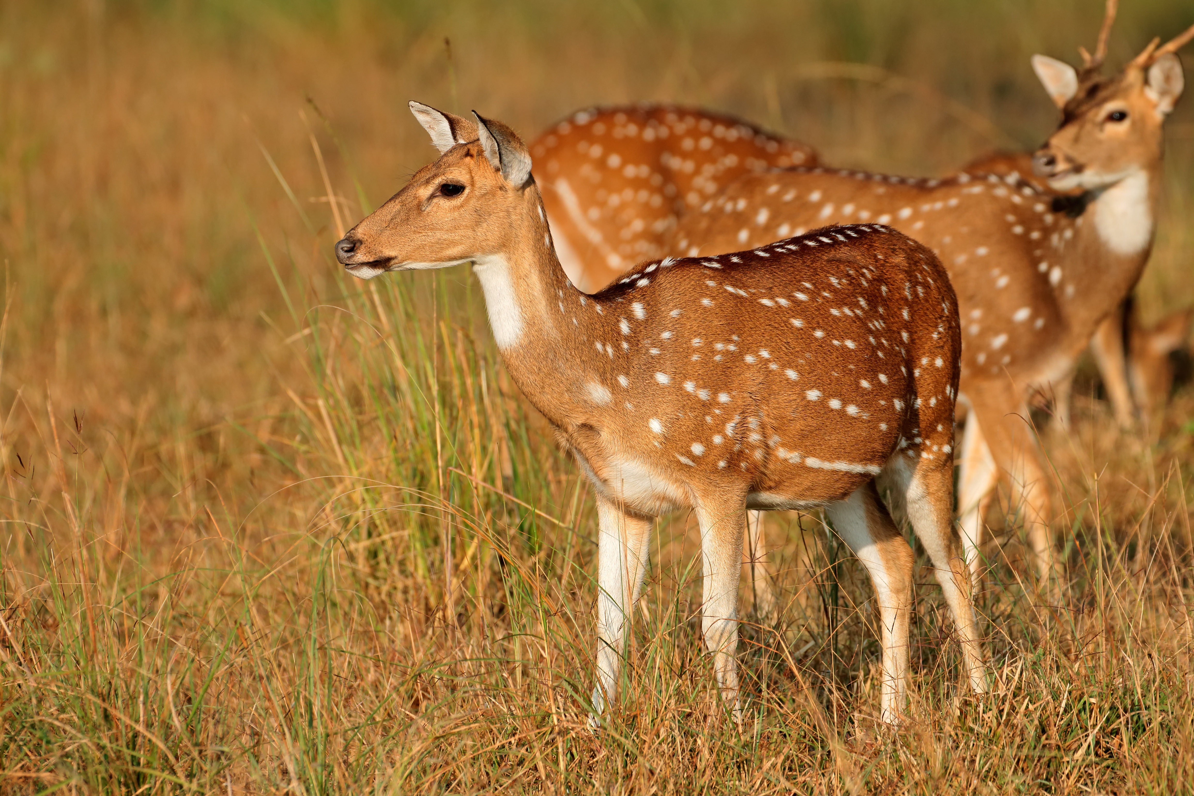 Visit Deer Park in Jaipur - Every Detail You Need to Know - Yatra.com
