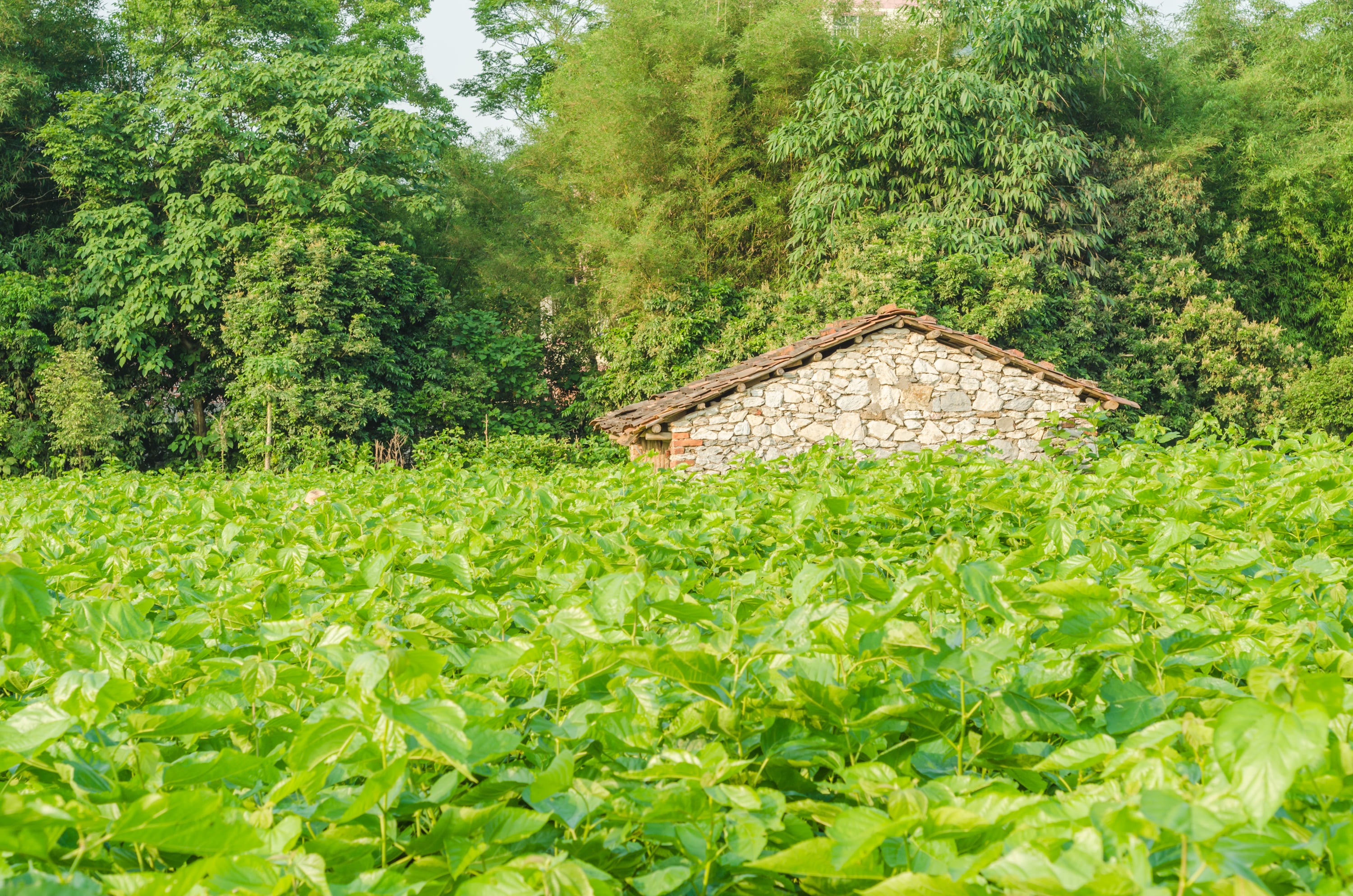 Raigarh Tour Packages From Kerala - Book Raigarh Packages From Kerala ...