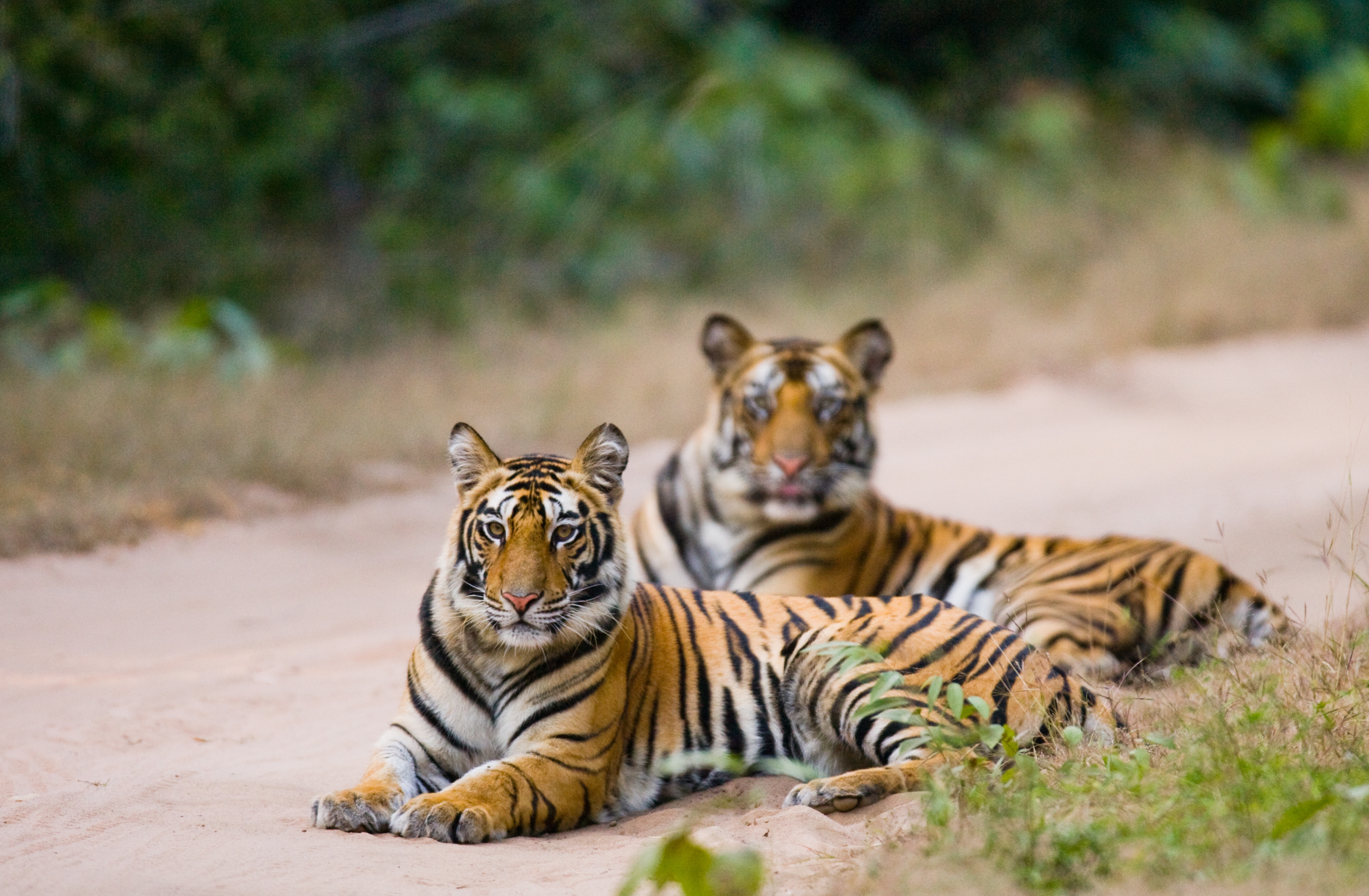 Trip To North Bengal Wild Animals Park in Siliguri - Every Detail You ...