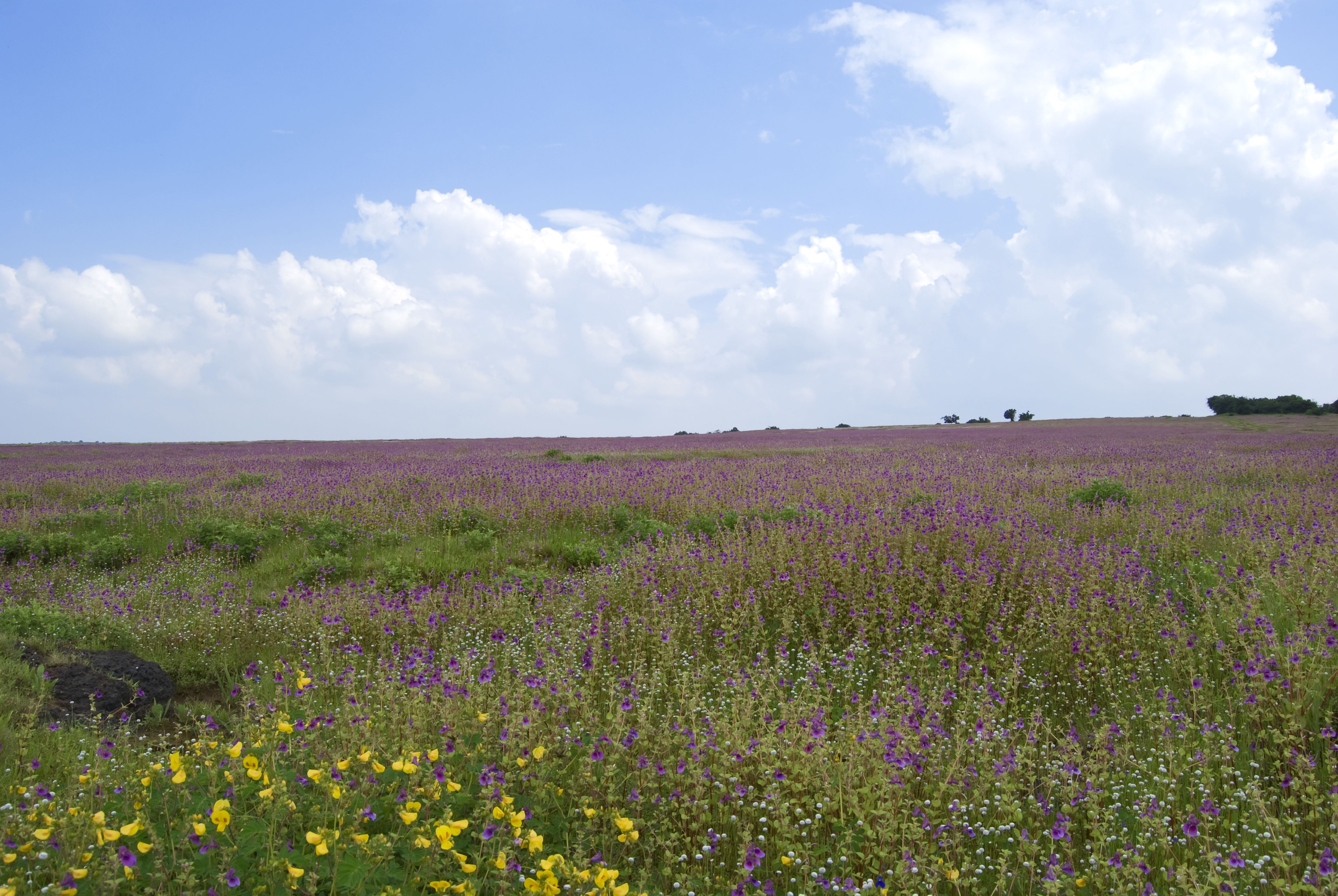 Satara Tour Packages , get upto 30% Off on Satara Packages Booking with ...