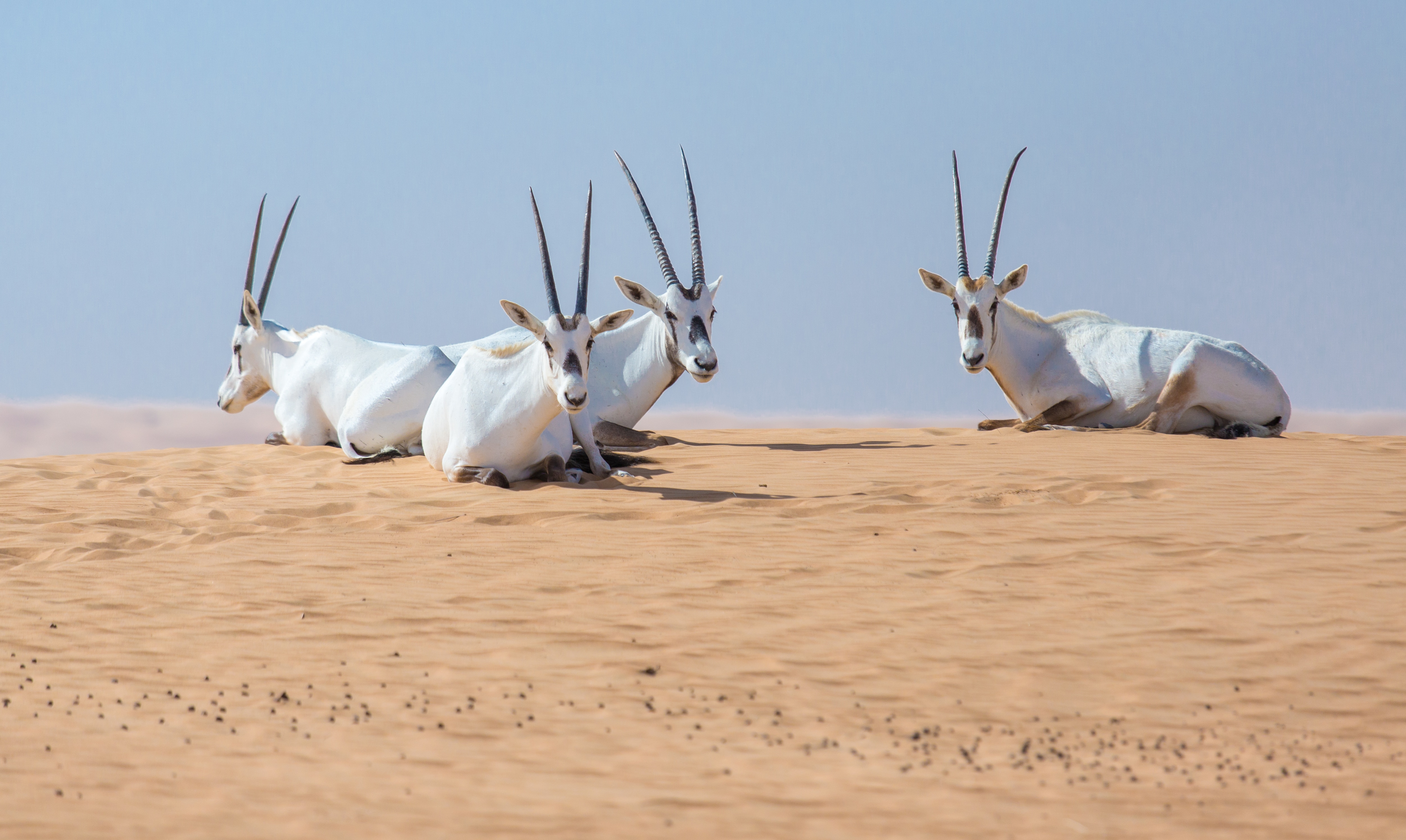 The Dubai Desert Conservation Reserve - One of the Top Attractions in ...