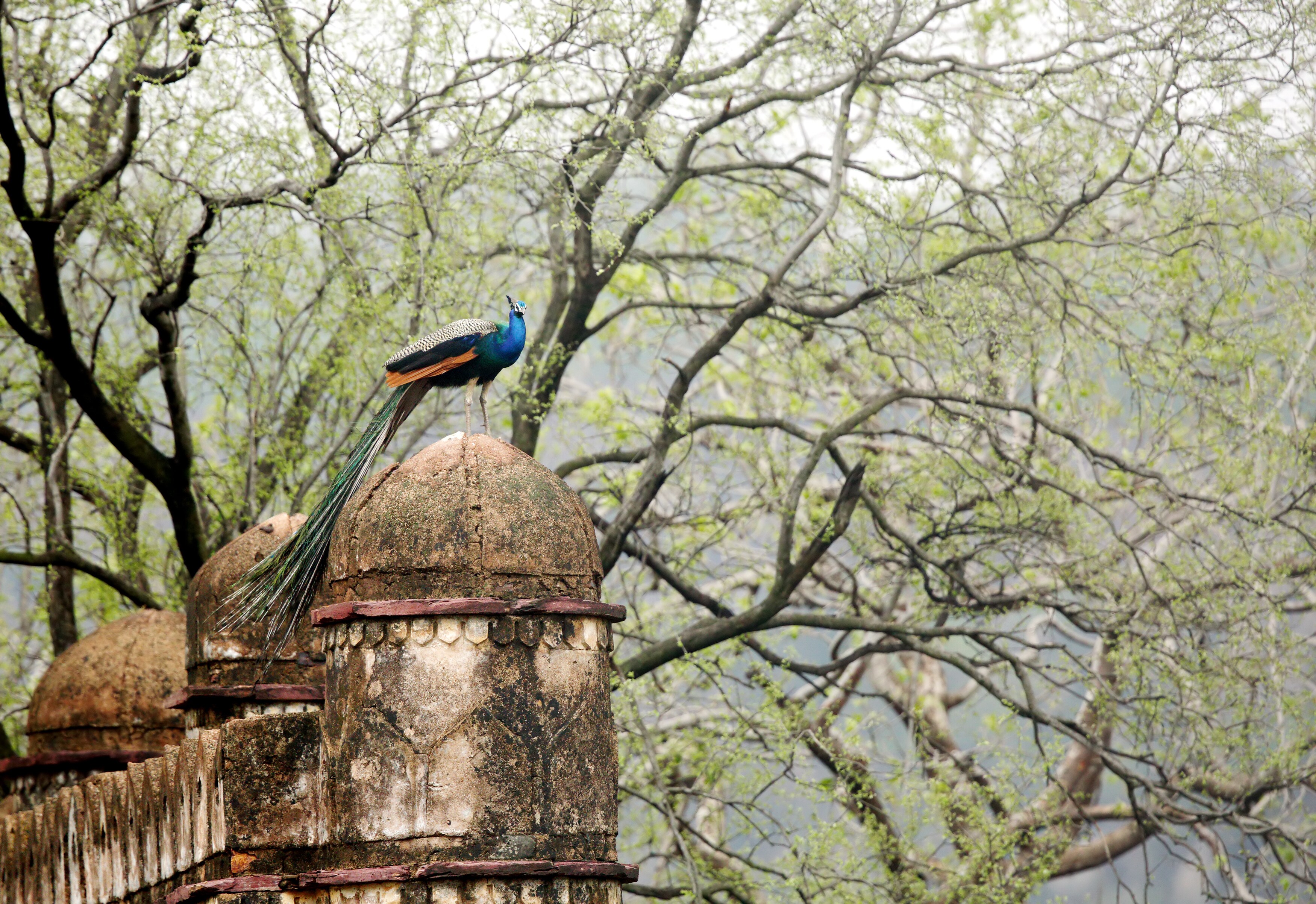Raj Bagh Ruins - One of the Top Attractions in Ranthambore, India ...
