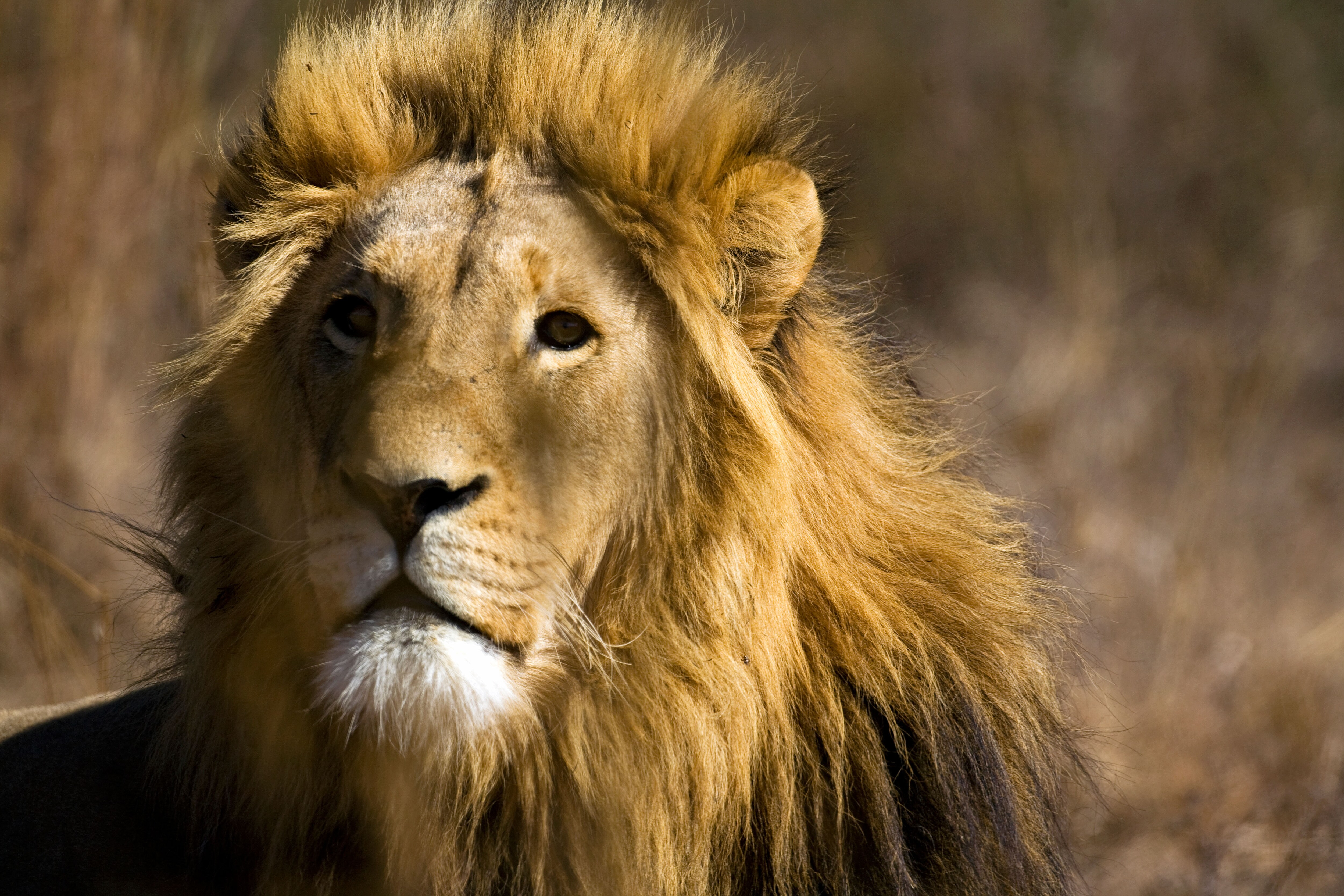 Lion Park - One of the Top Attractions in Johannesburg, South Africa ...