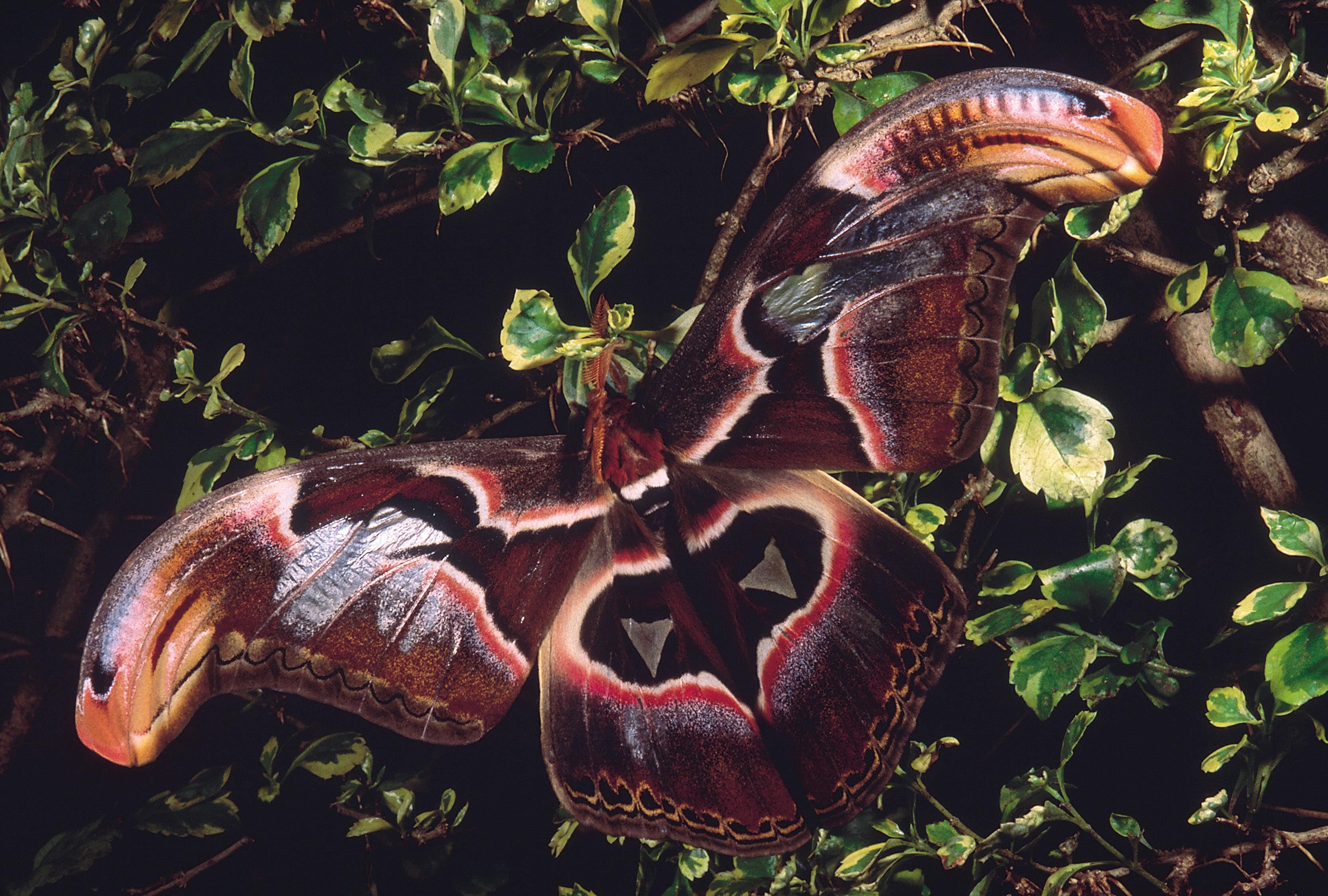 Butterfly Conservatory Of Goa - One of the Top Attractions in Goa ...