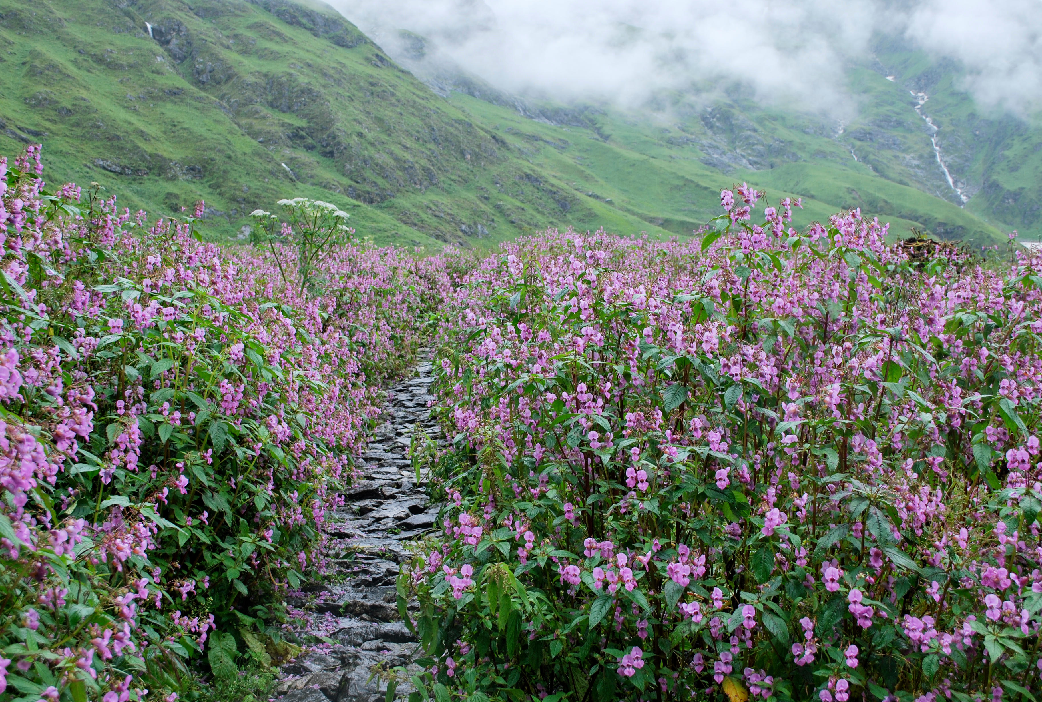 The Great Himalayan National Park - One of the Top Attractions in ...