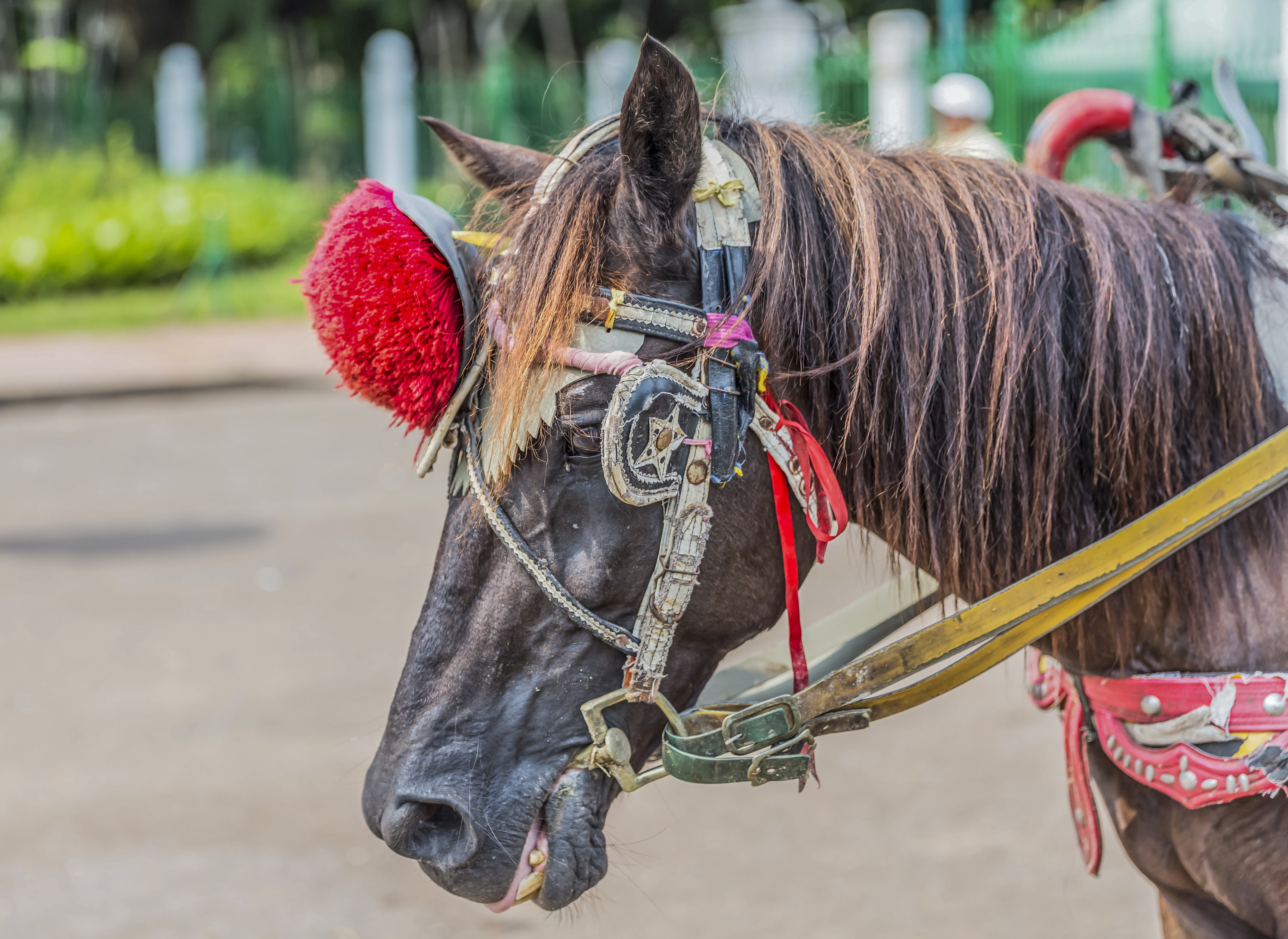 Horse Riding At Victoria Memorial in Kolkata - Every Detail You Need to ...