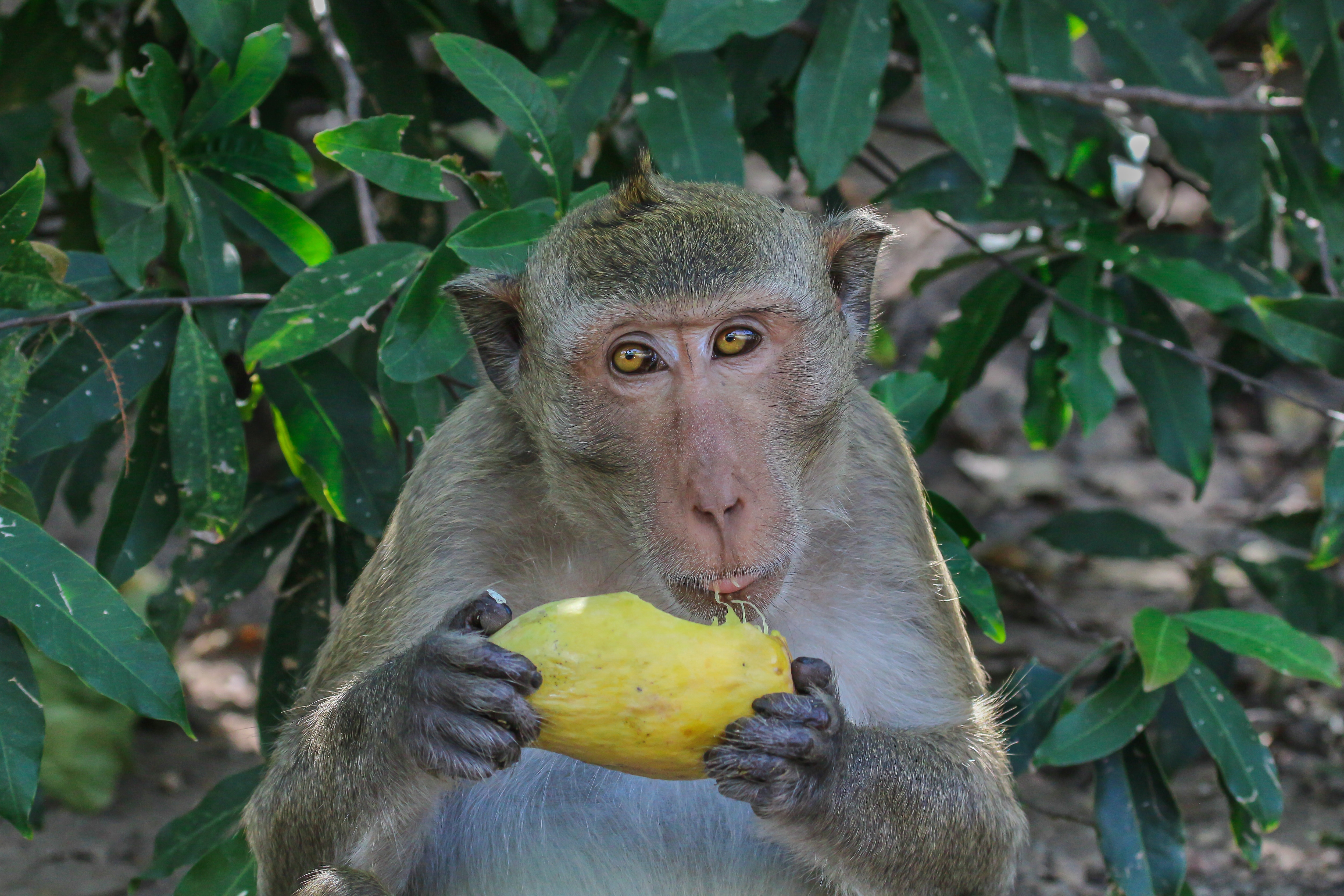 Zoo Monkey Planet - One of the Top Attractions in Moscow, Russia ...