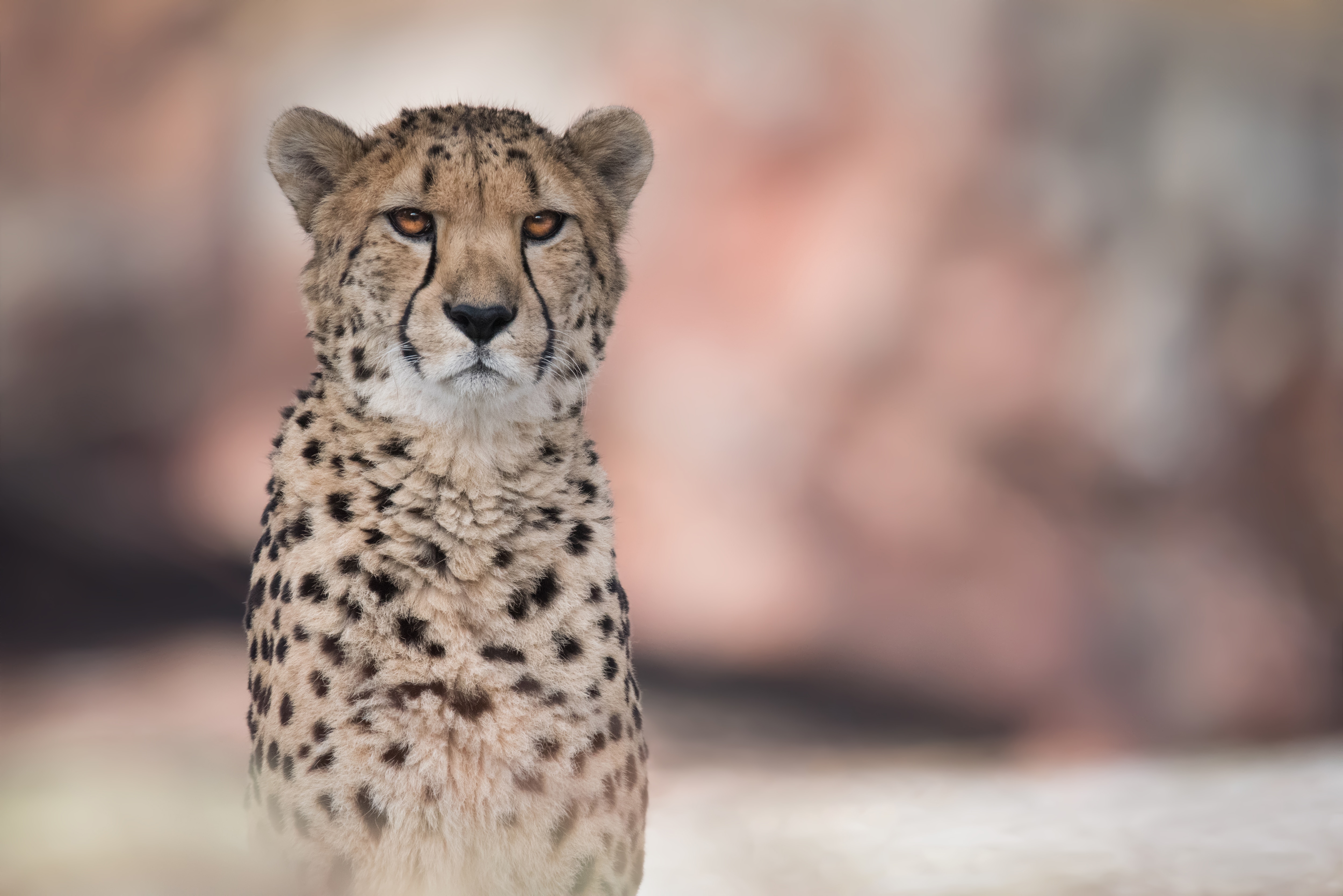 Toronto Zoo - One of the Top Attractions in Toronto, Canada - Yatra.com