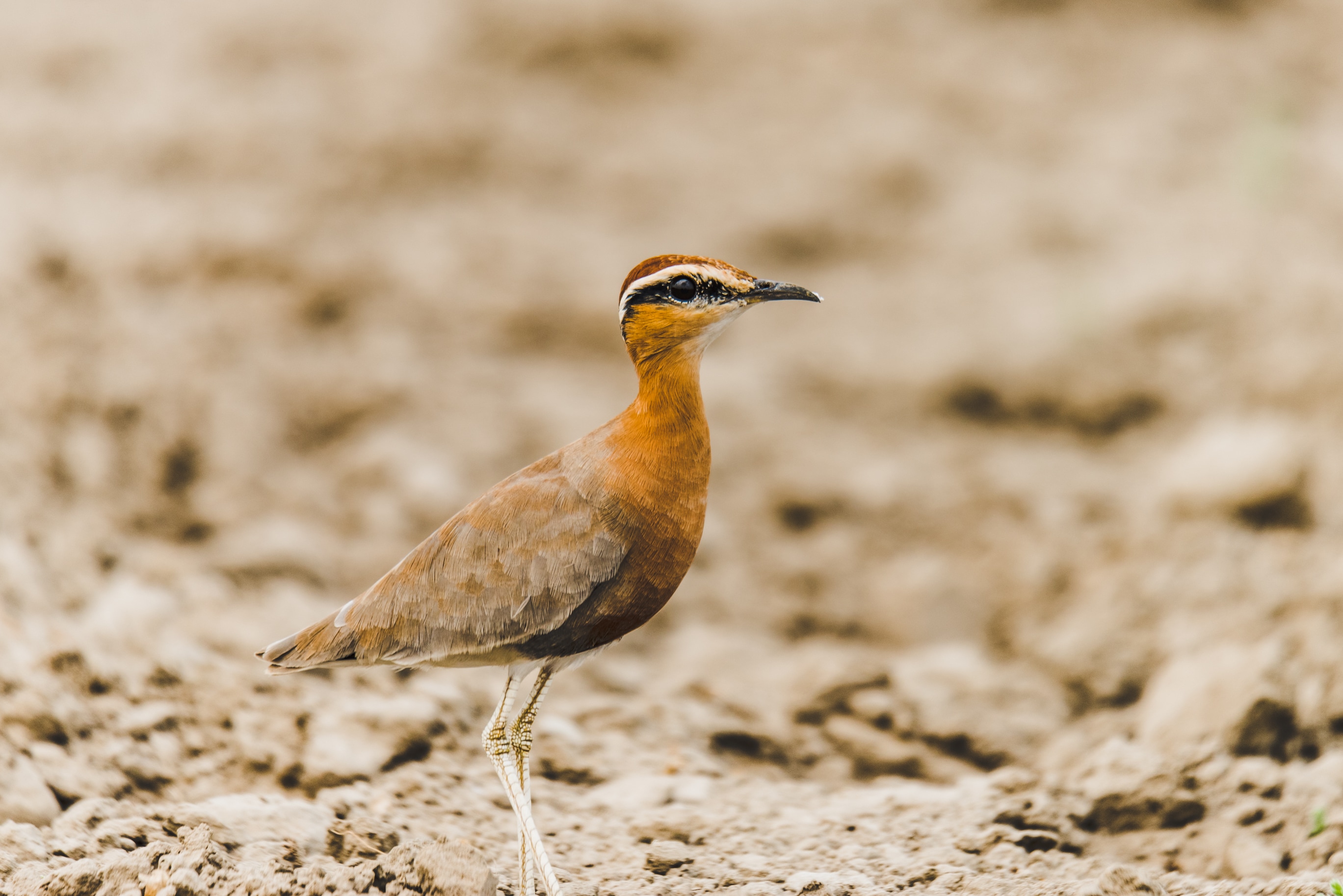 Jhajha Tour Packages From Kerala - Book Jhajha Packages From Kerala at ...