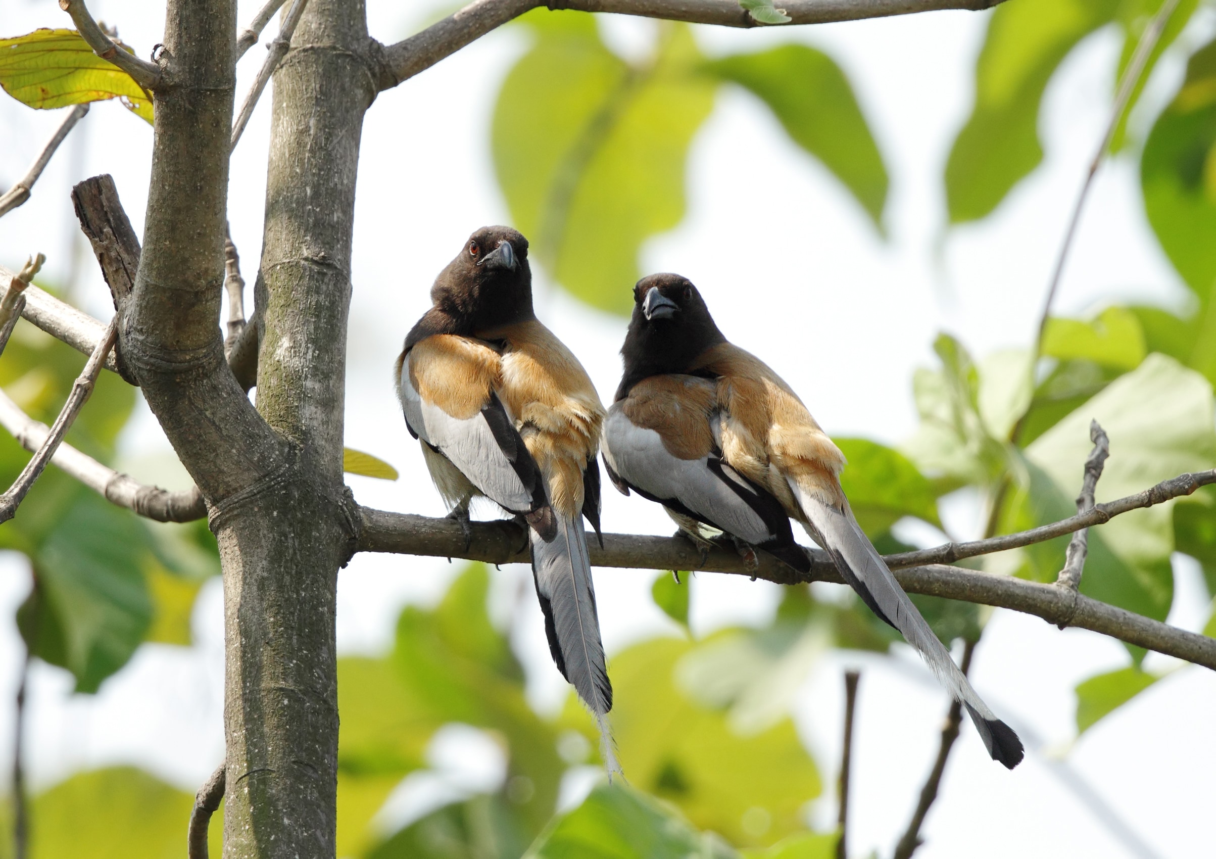 Rudrapur Tour Packages From Bankura - Book Rudrapur Packages From ...