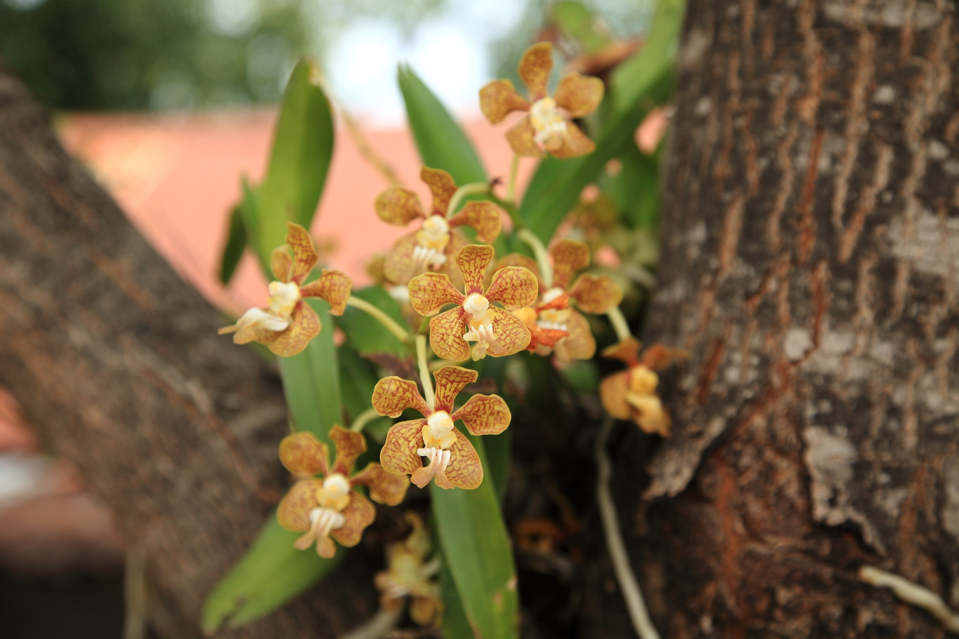 Wokha Tour Packages From Kerala - Book Wokha Packages From Kerala at ...