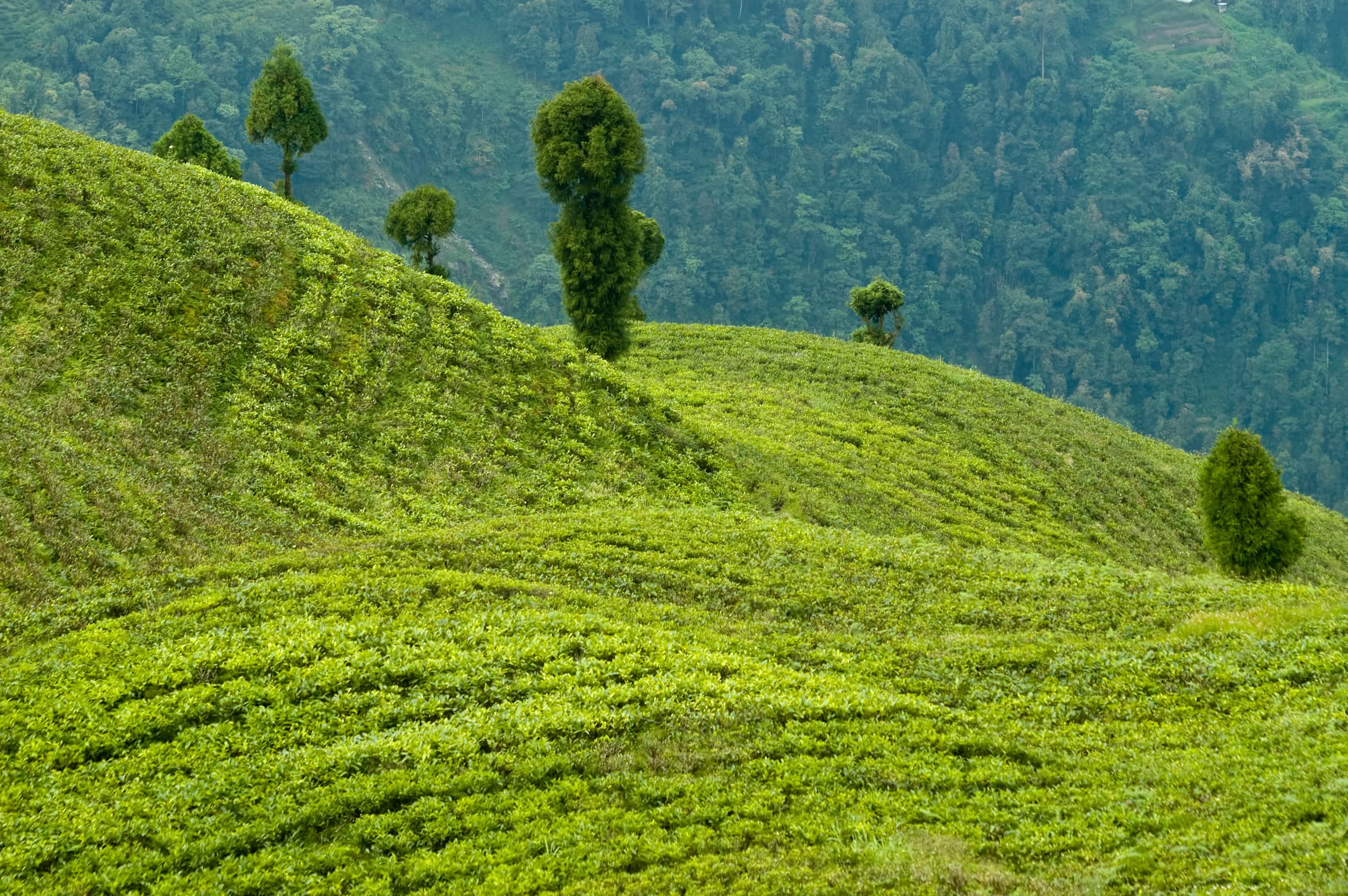 Takdah Tour Packages From Kolkata - Book Takdah Packages From Kolkata ...