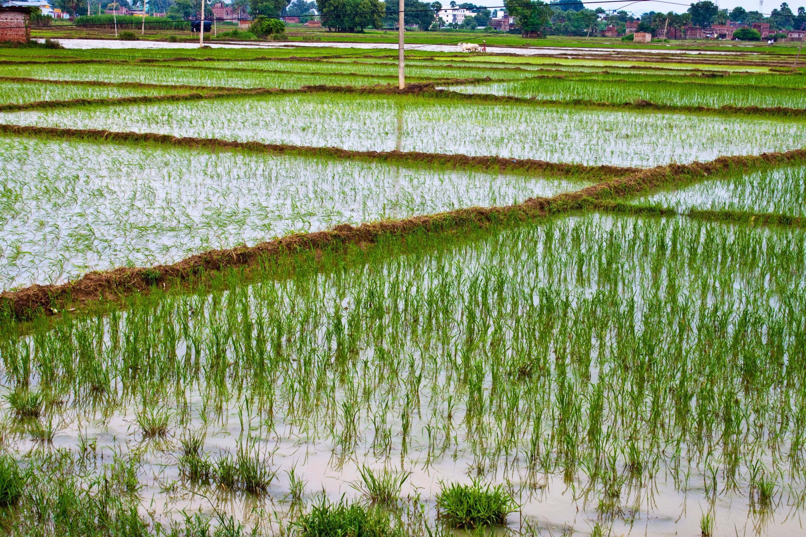 Tohana Tour Packages From Bangalore - Book Tohana Packages From ...