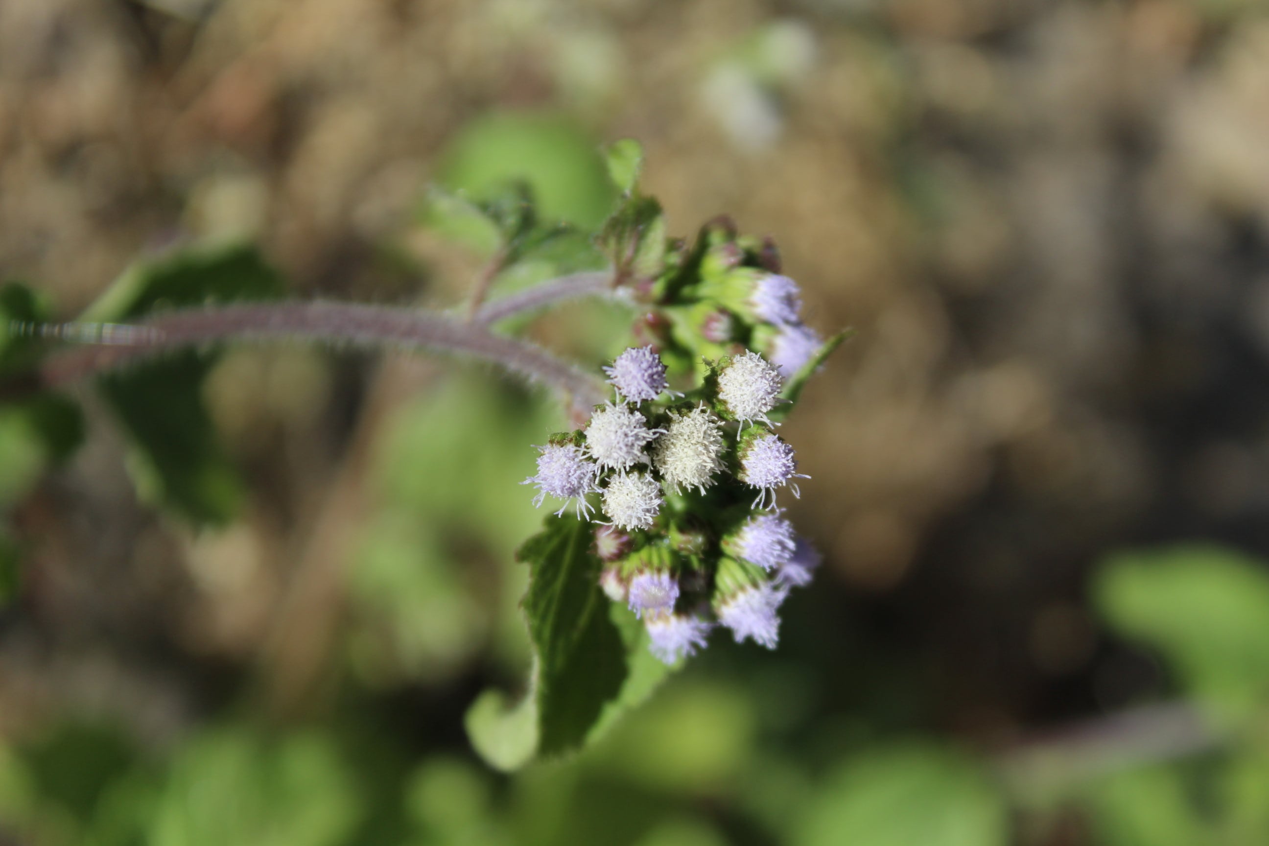 Chizami Tour Packages From Kerala - Book Chizami Packages From Kerala ...