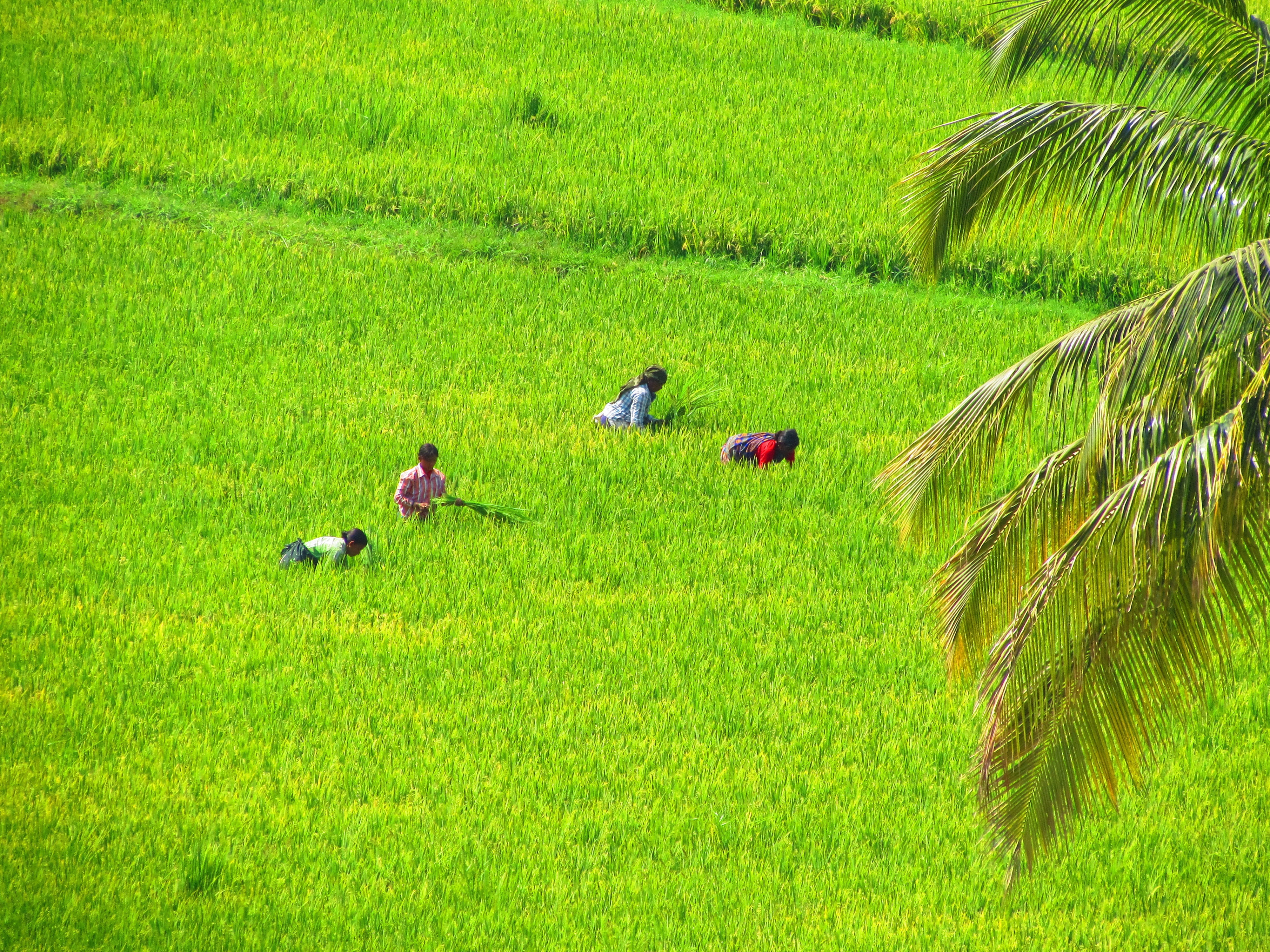 Gangavathi Tour Packages From Kerala Book Gangavathi Packages From