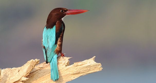 Birding in Goa - Bird Watching in Goa | Adventure Nation