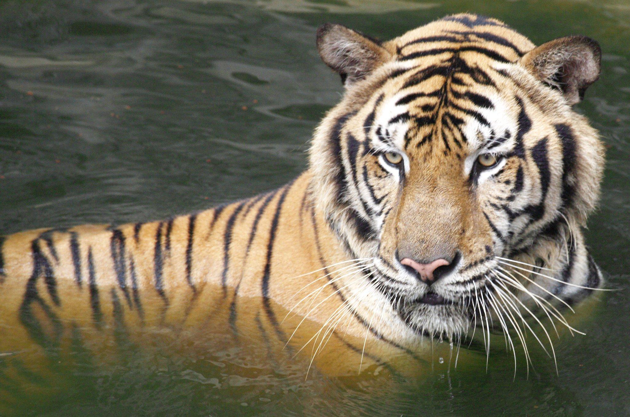 30 Activities to Do in Pattaya Starting @ ₹200, Things to Do