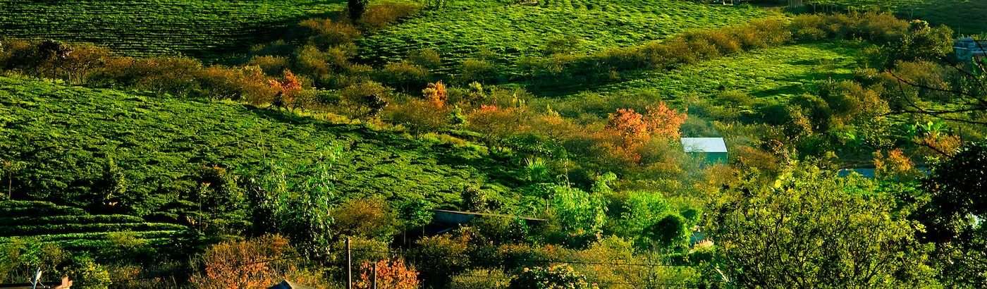 Munnar Tour Packages, Book Munnar Holiday Packages at Yatra.com, India